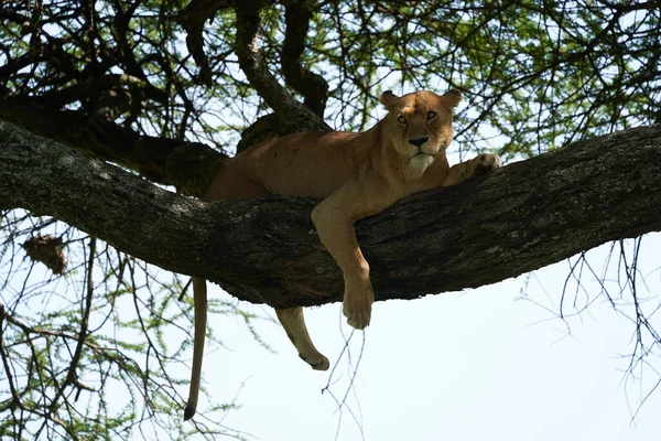 Lion in tree Stock Photos, Royalty Free Lion in tree Images | Depositphotos