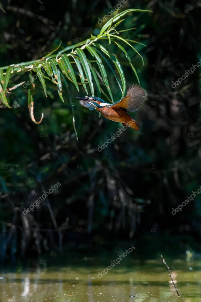 Kingfisher huyendo del agua con peces atrapados entre los tallos de ...