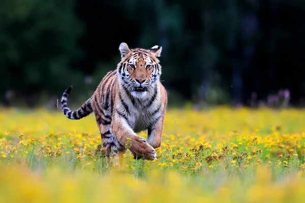 Tiger Running Wallpaper Hd