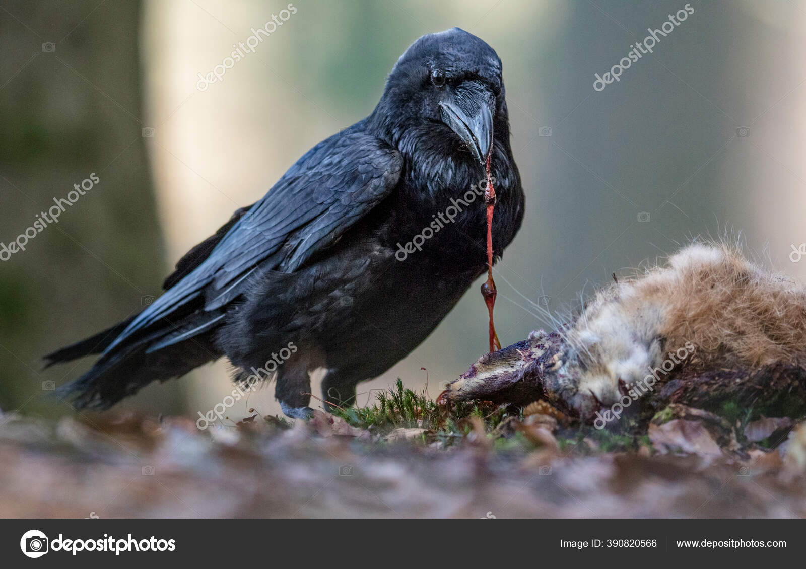 Close Portrait Black Raven Eats Hare Common Raven Corvus Corax — Stock ...