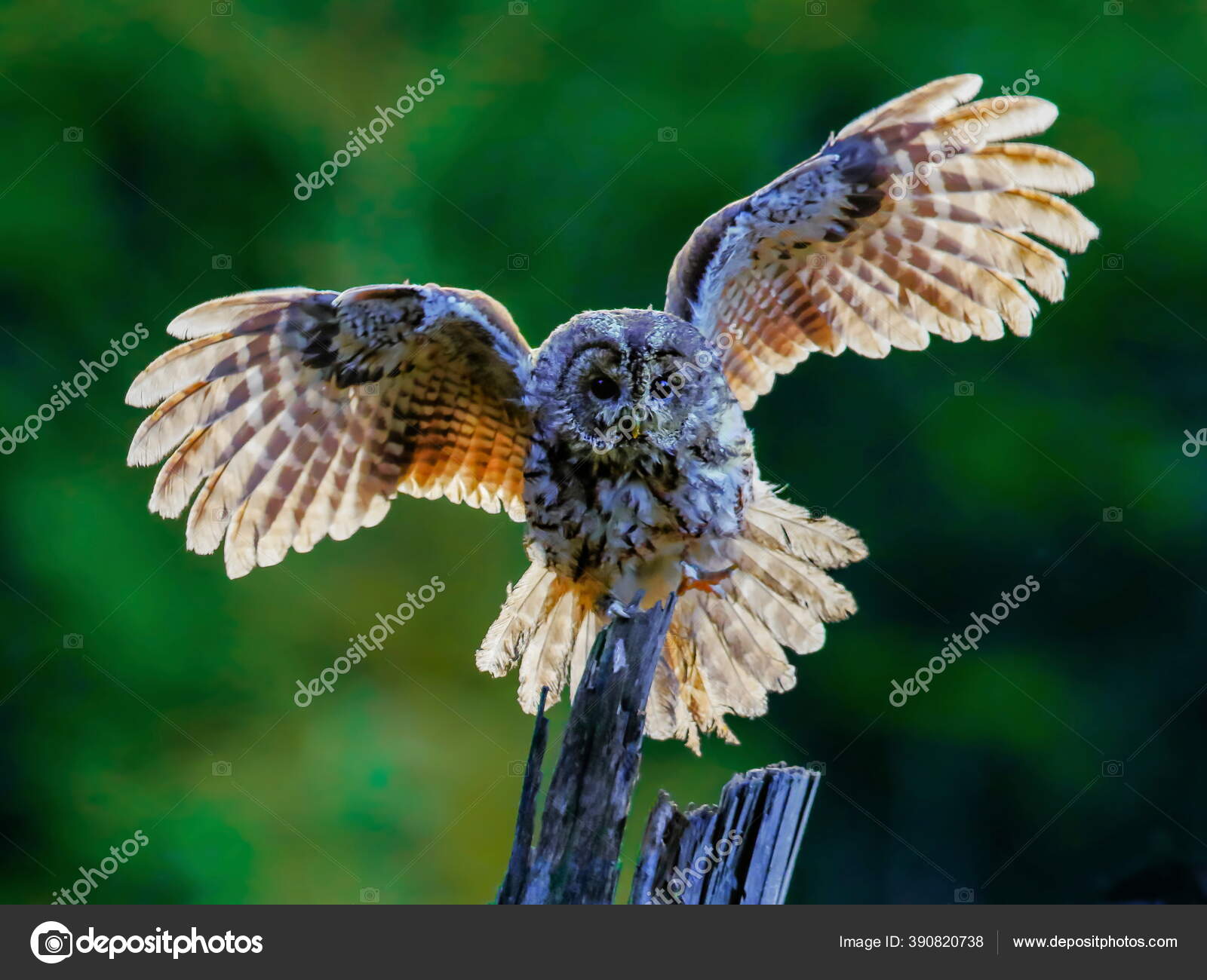 Beautiful Landing Owl Backlight Feathers Wide Spread Wings Tail ...