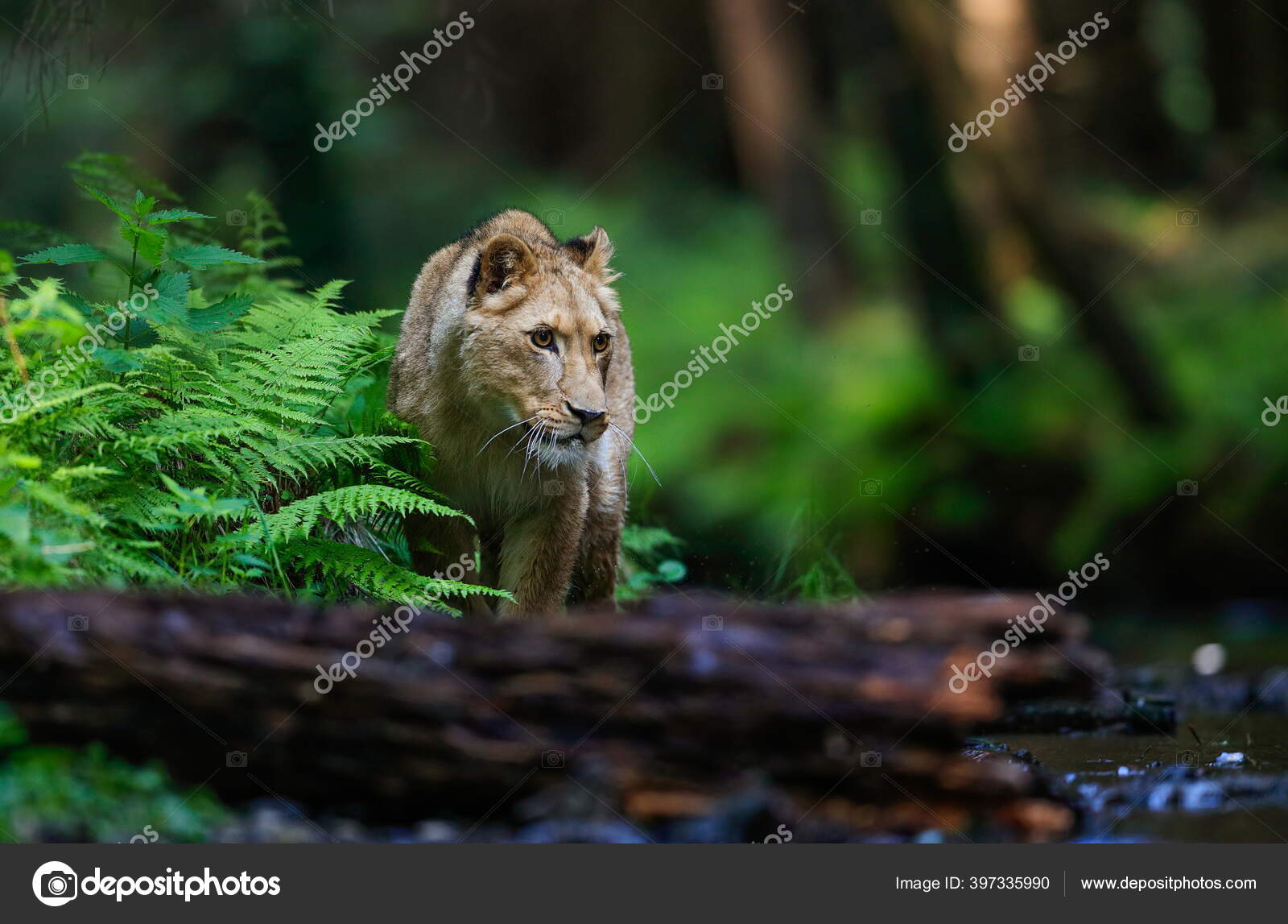 Predator Chasing Prey