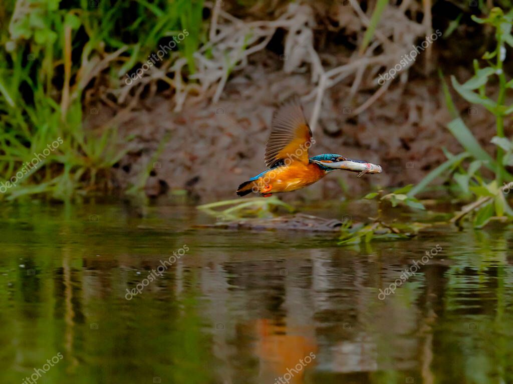 Kingfisher volando con peces capturados en su hábitat natural. Joya ...