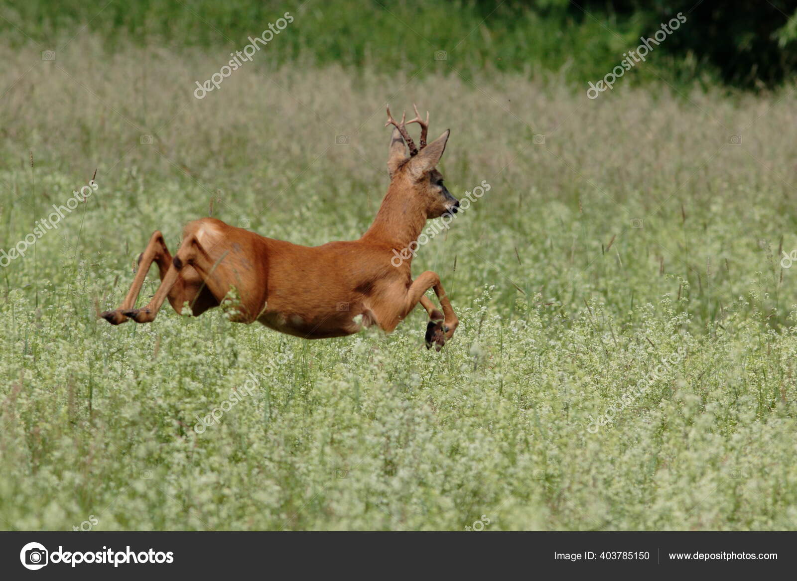 Young Roe Dynamic Pose Jumping Meadow Full White Flowers Roe Stock ...