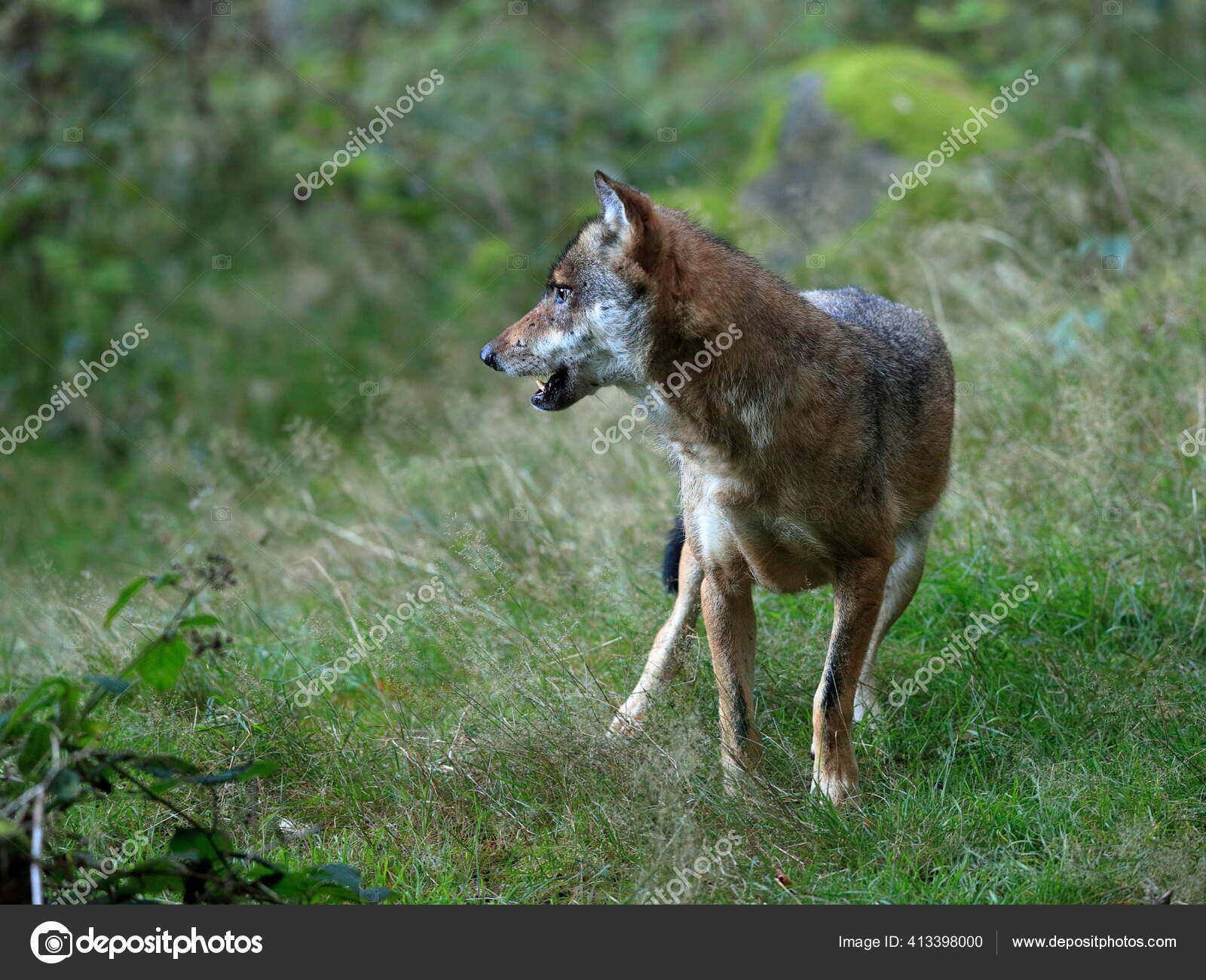 Close Portrait Wolf Natural Environment Green Forest European Grey Wolf ...