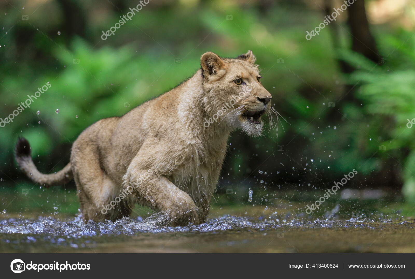 Predator Chasing Prey