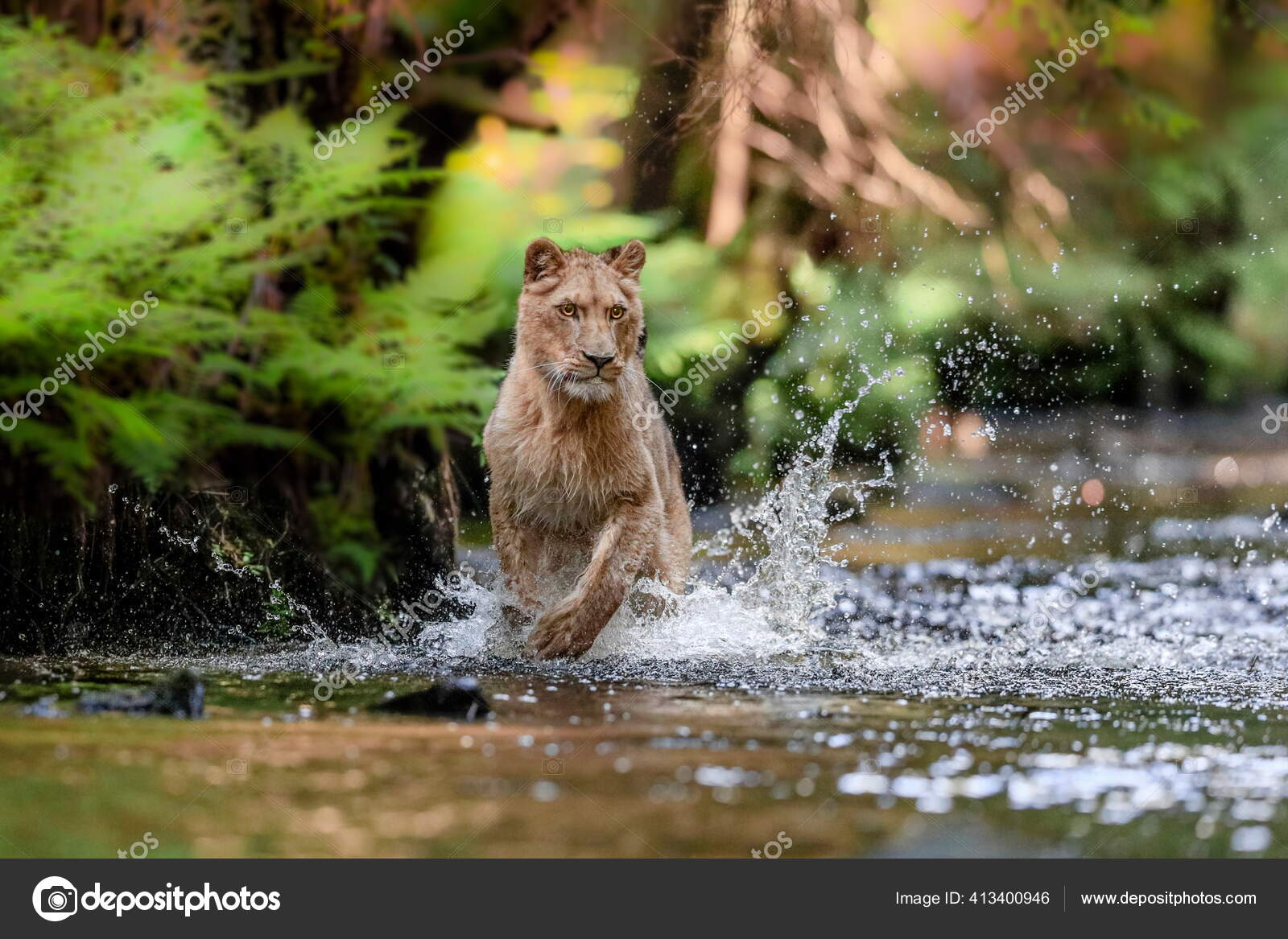 Predator Chasing Prey