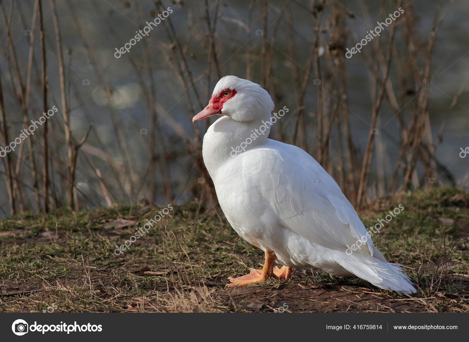White Ducks With Red On Face