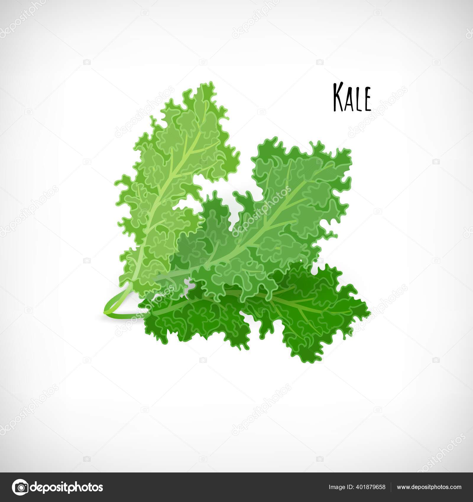 Kale Salad Leaves Isolated White Background Fresh Ingredient Salad Flat ...