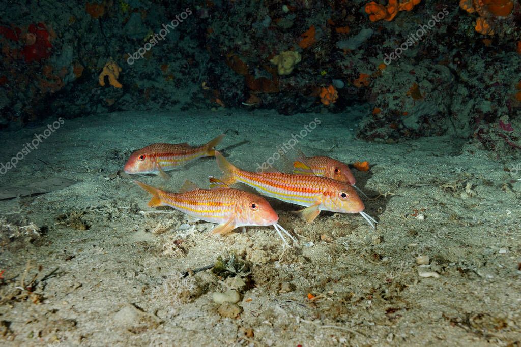 El salmonete rojo rayado en el mar Adriático, Parque Natural de Telaica ...