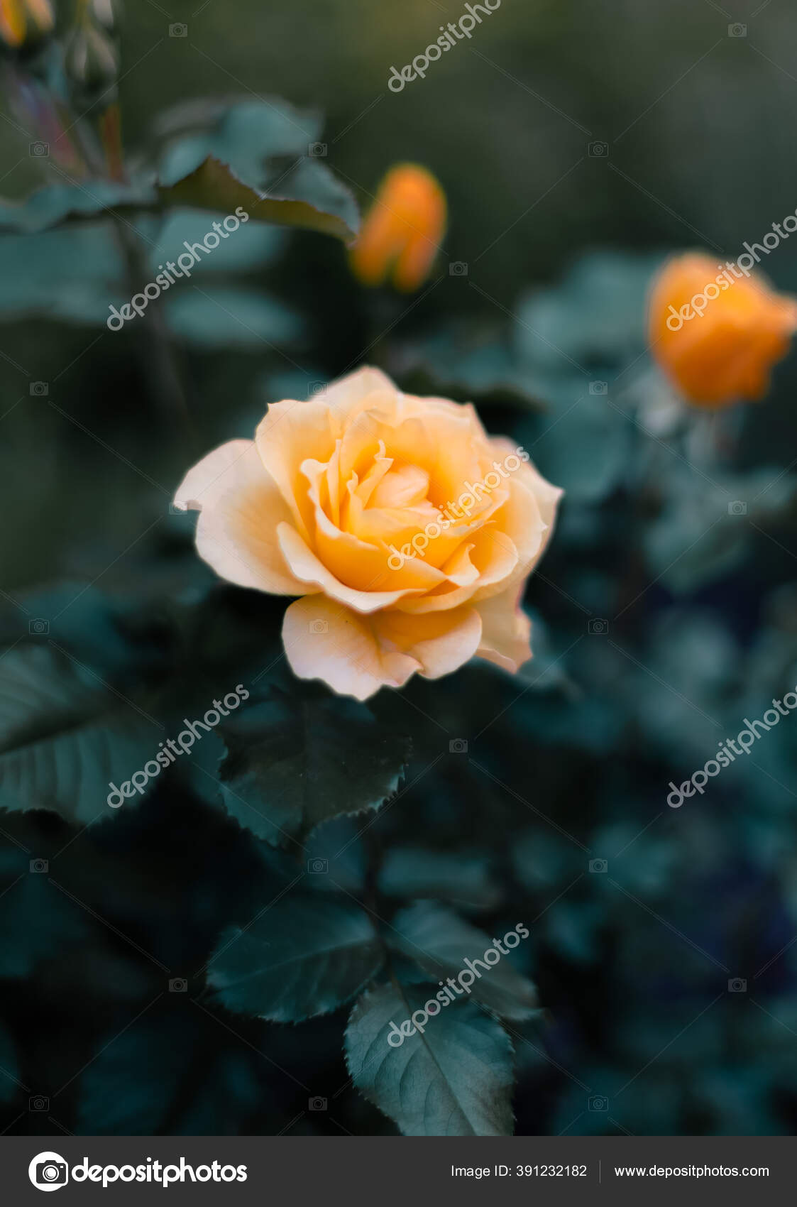 Open Incredibly Beautiful Yellow Rose Garden Photo — Stock Photo © k ...
