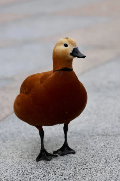 Confused duck Stock Photos, Royalty Free Confused duck Images ...