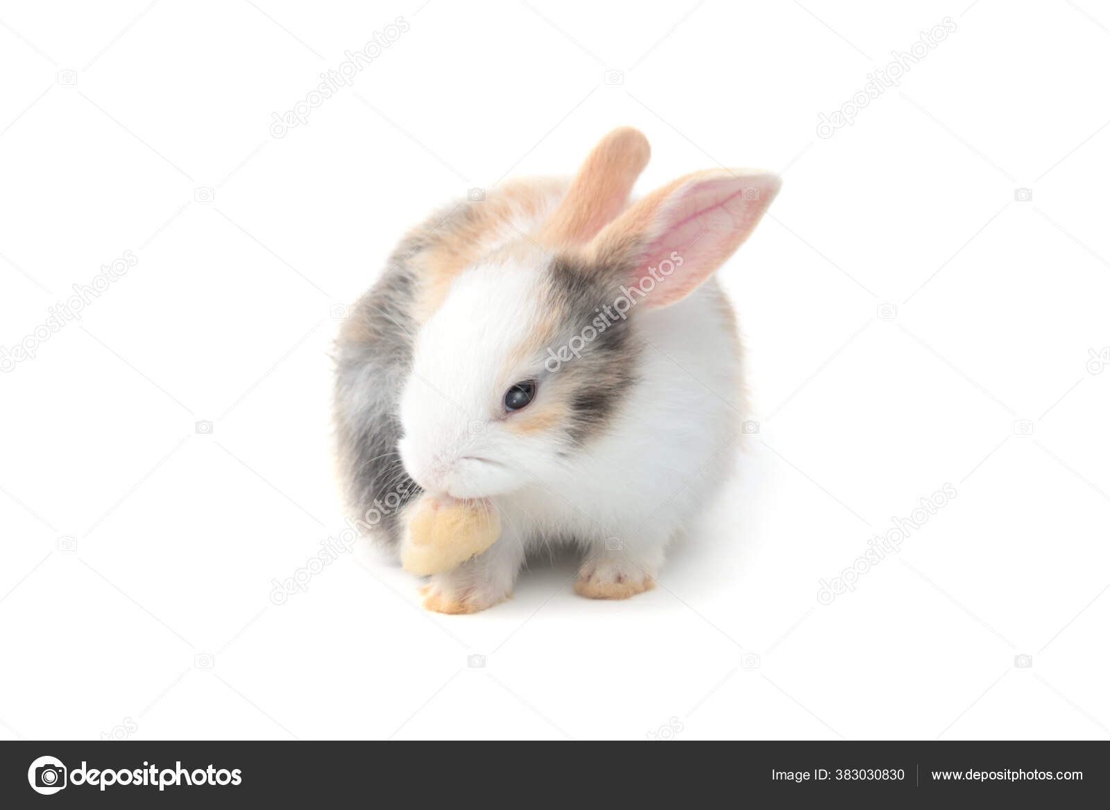 Adorable Fluffy Rabbit Scratching Face Hind Leg White Background ...