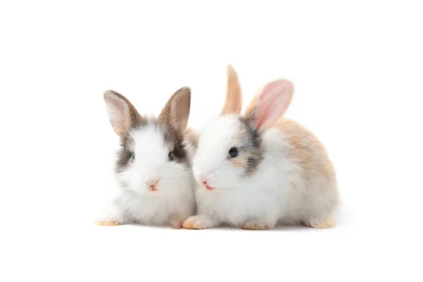 Two rabbits Stock Photo by ©Djemphoto 12637627
