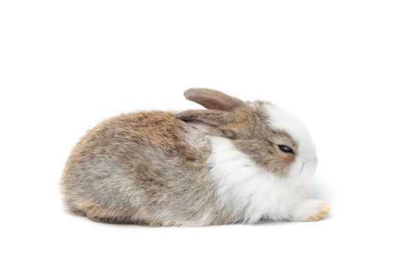Conejo fondo blanco fotos de stock, imágenes de Conejo fondo blanco sin ...