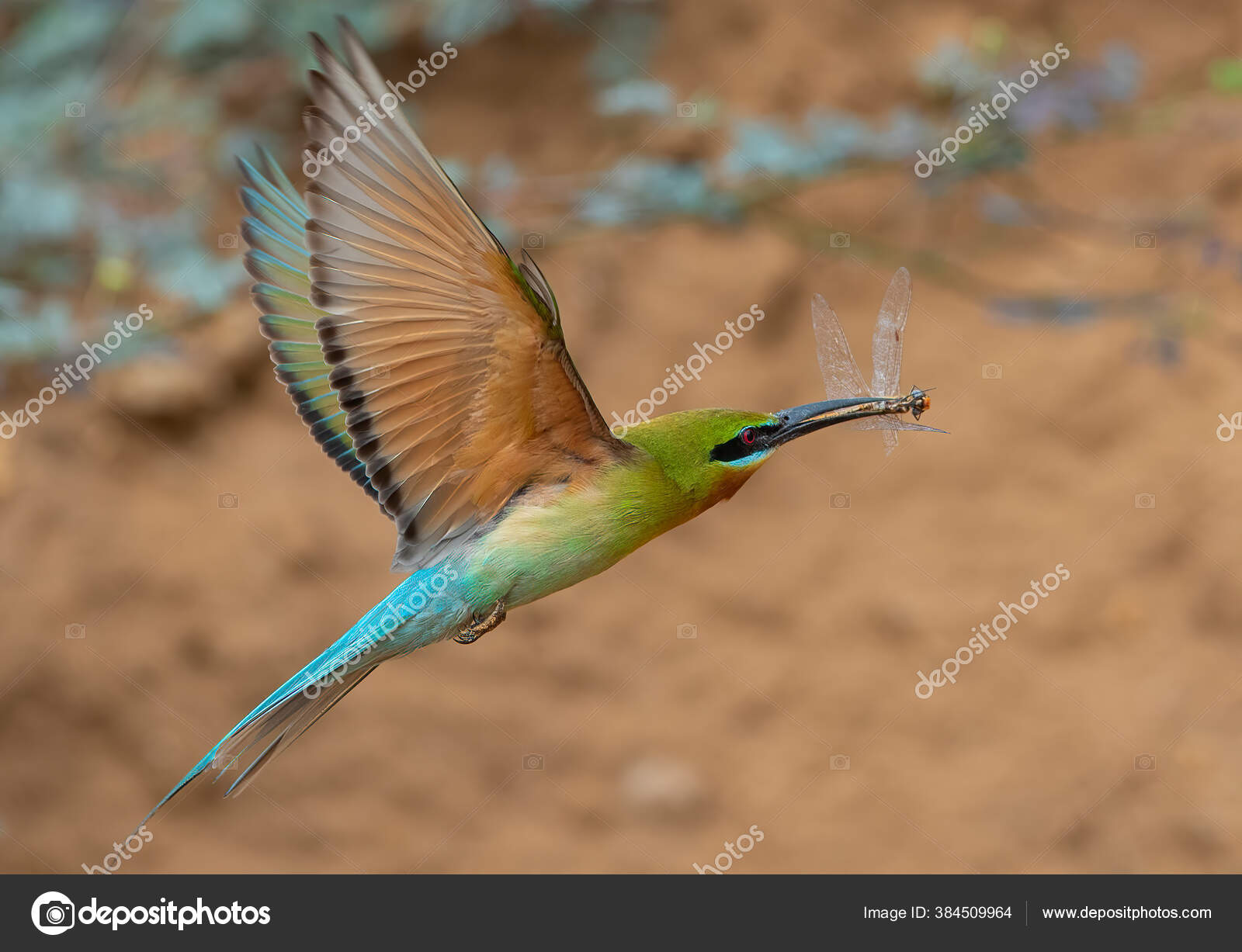 Blue Tailed Bee Eater Hunting Dragonfly — Stock Photo © chamnan69591 ...