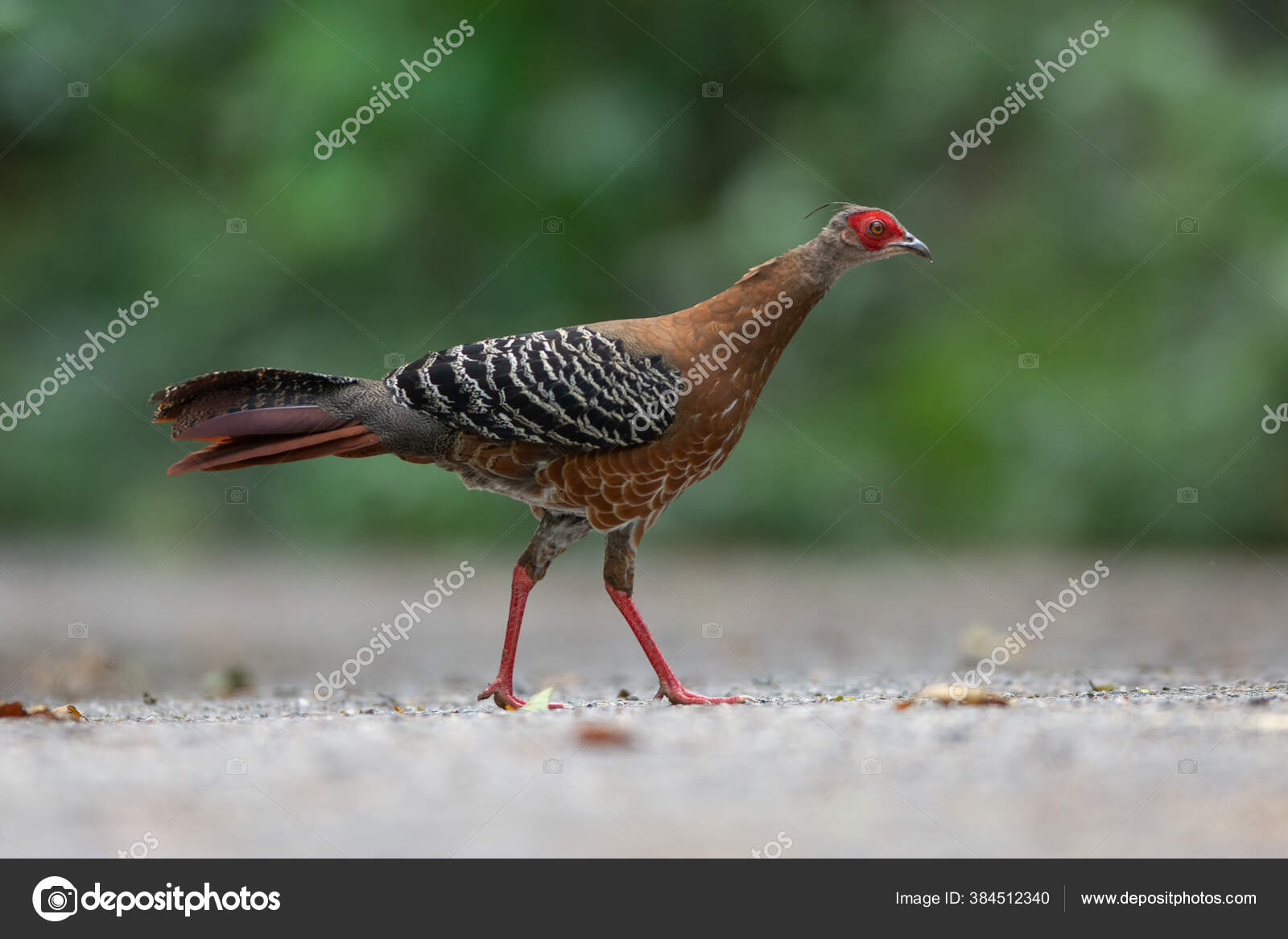 Beautiful Female Chickens Standing Road Natural Forest Siamese Fireback ...