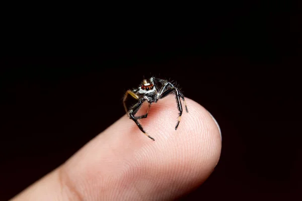 Spider on finger Stock Photos, Royalty Free Spider on finger Images ...