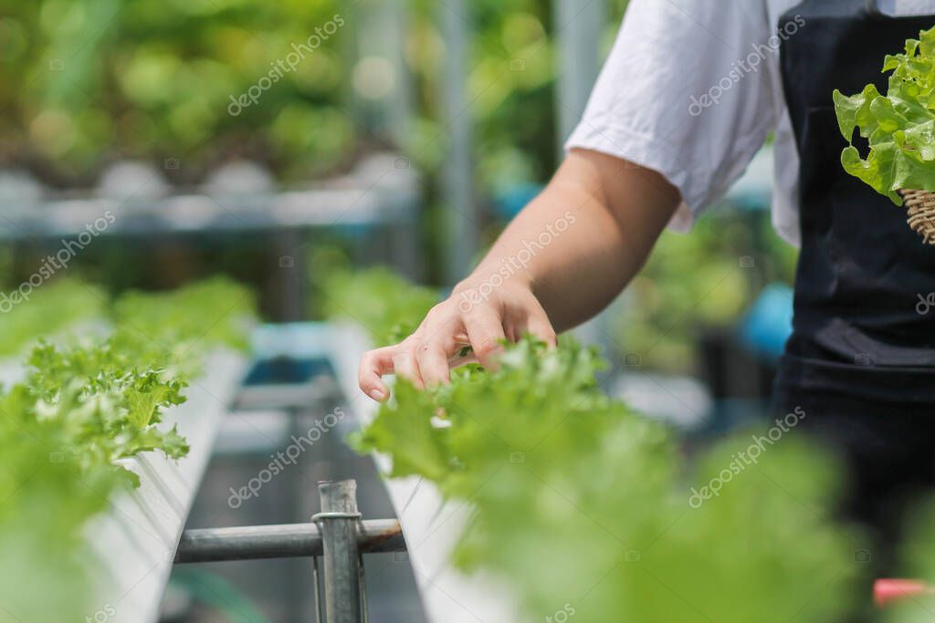 Las mujeres j venes est n cosechando verduras org nicas de hidropon a para cultivar verduras ...