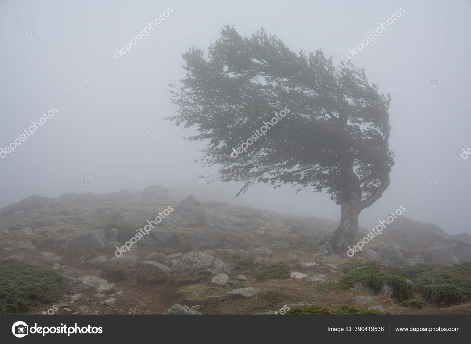 Strong Wind Trees
