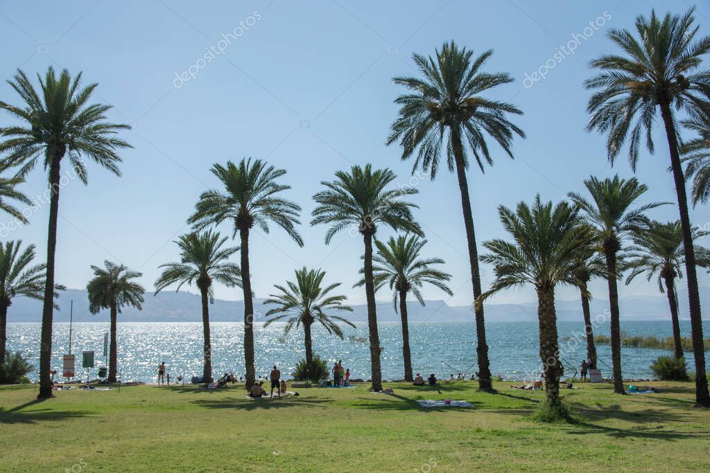 Grandes palmeras (Phoenix dactylifera) en la orilla oriental del Mar de ...