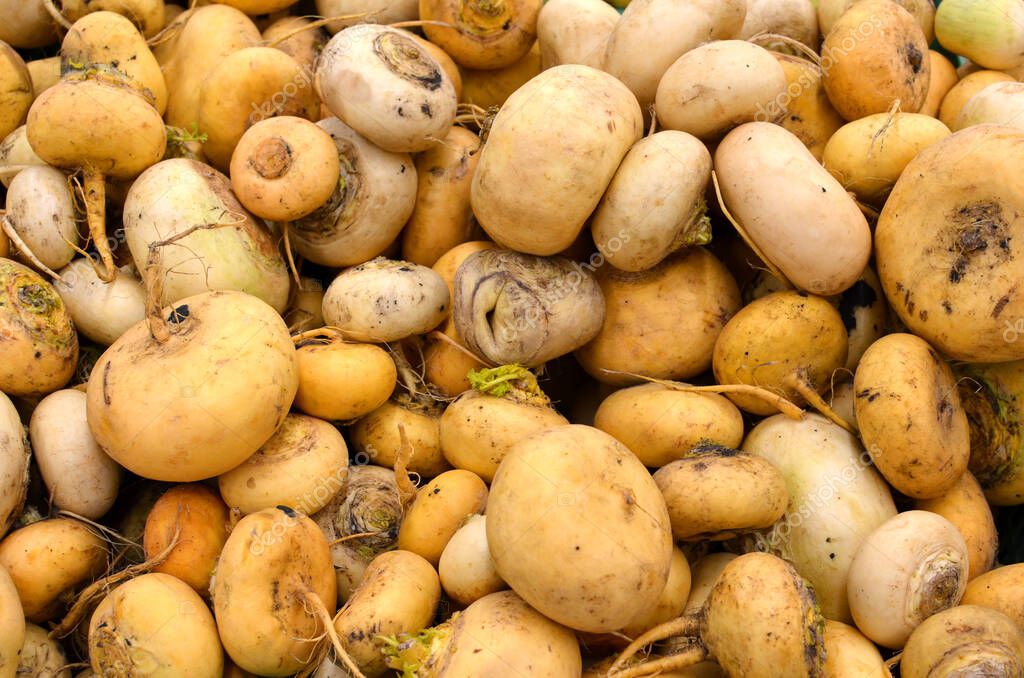 Gran cosecha de nabos amarillos dulces - verduras de raíz cruda con ...