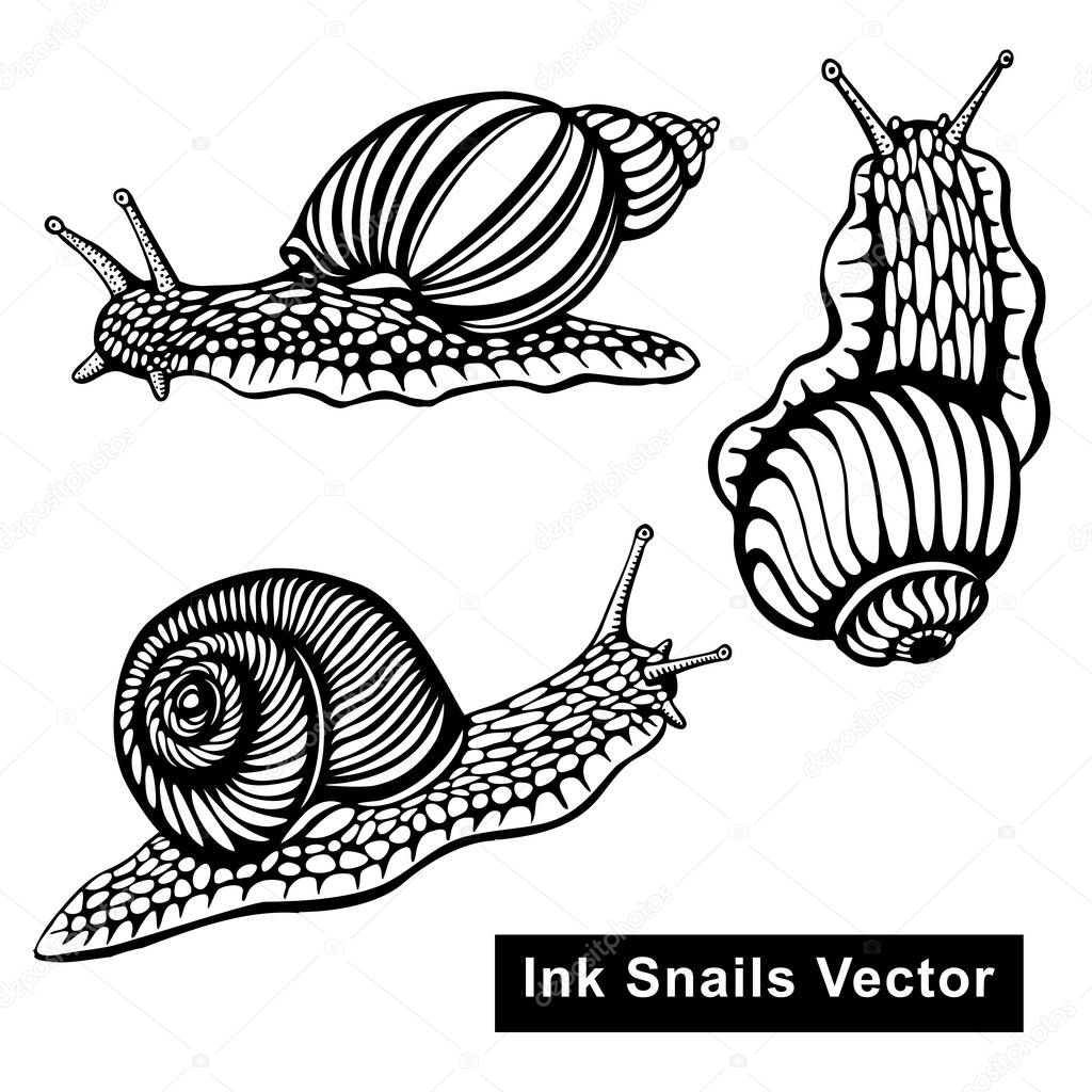 Caracoles vector ilustración en blanco y negro - dibujado a mano con ...