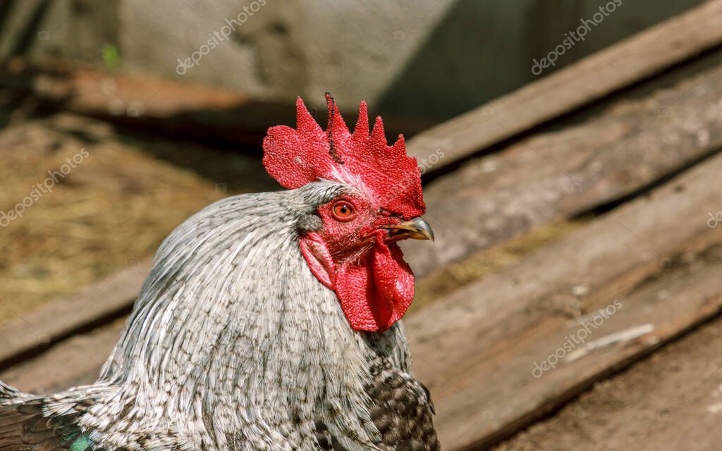 Gallo de aves vivas de granja mirando a su alrededor, retrato de cabeza ...