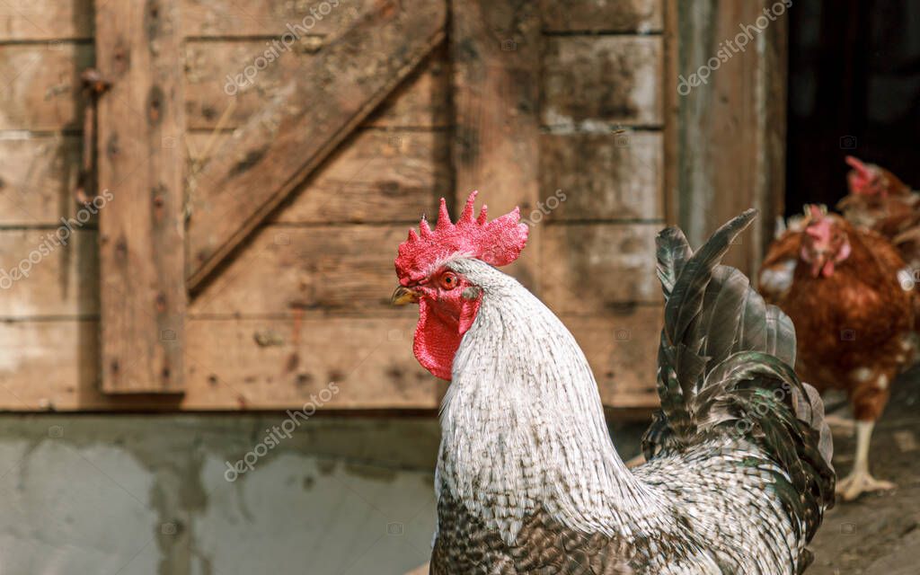 Gallo de aves vivas de granja mirando a su alrededor, retrato de cabeza ...
