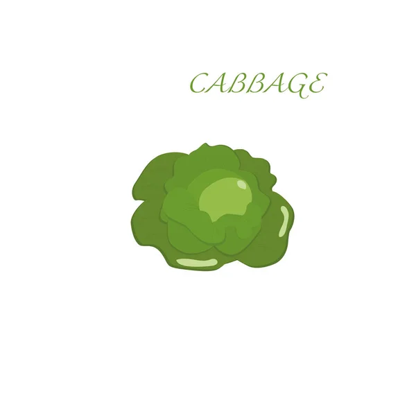 Cabbage vector Stock Photos, Royalty Free Cabbage vector Images ...