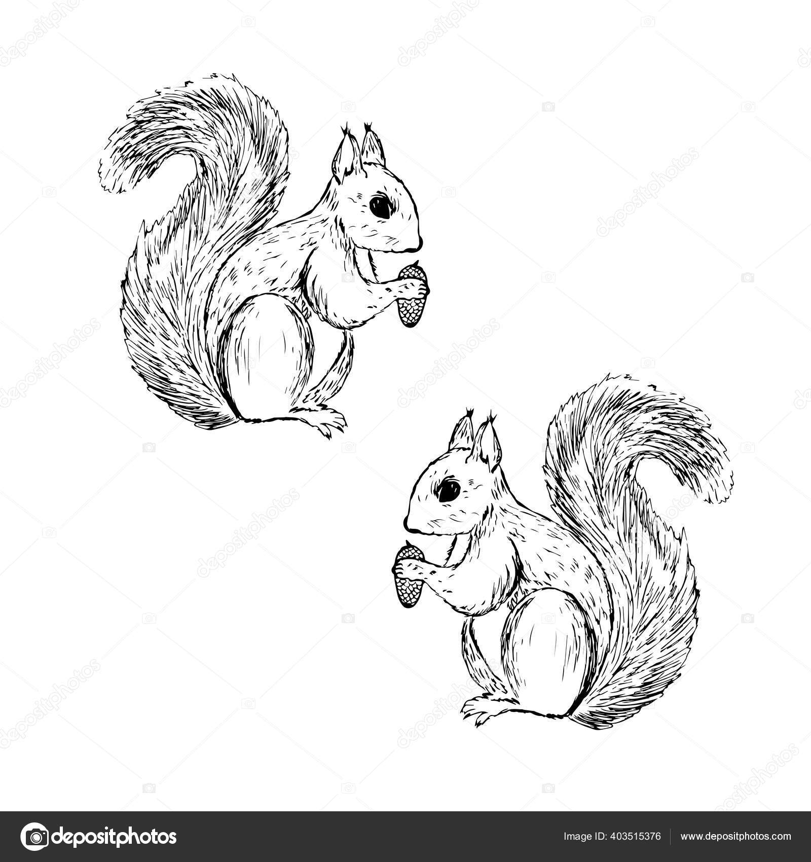 Forest Animal Squirrel Hand Drawing Sketch Black Ink White Background ...