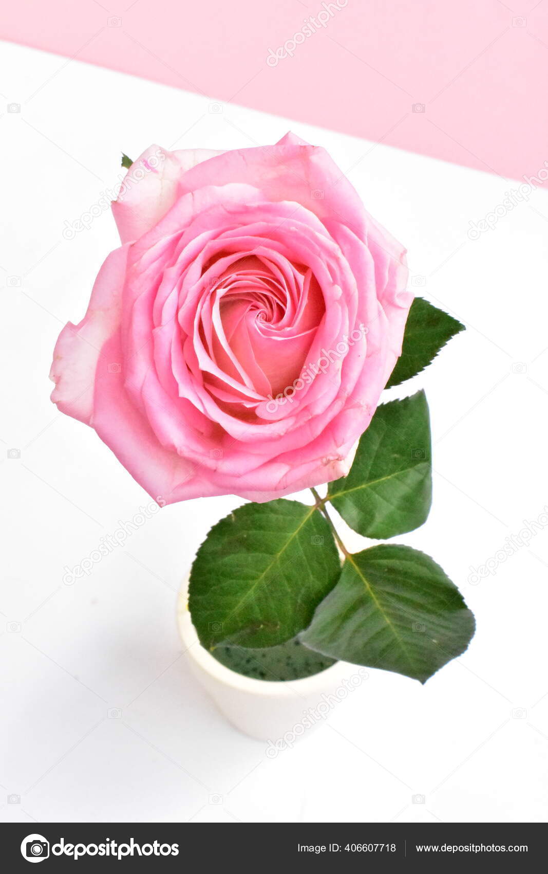 Pink Rose Isolated White Background Valentine's Day Background Romantic ...
