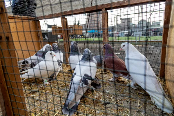 Palomas en jaula en Bird Bazaar en Estambul, Turquía 2024