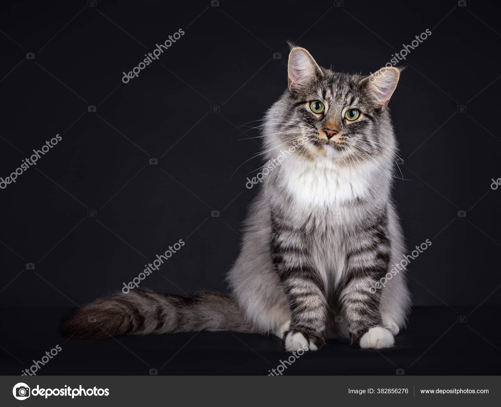 Black And White Norwegian Forest Cat