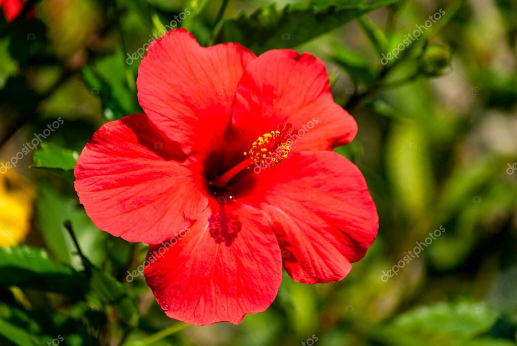 Flor roja de color intenso en jardín orgánico tropical en Guatemala ...