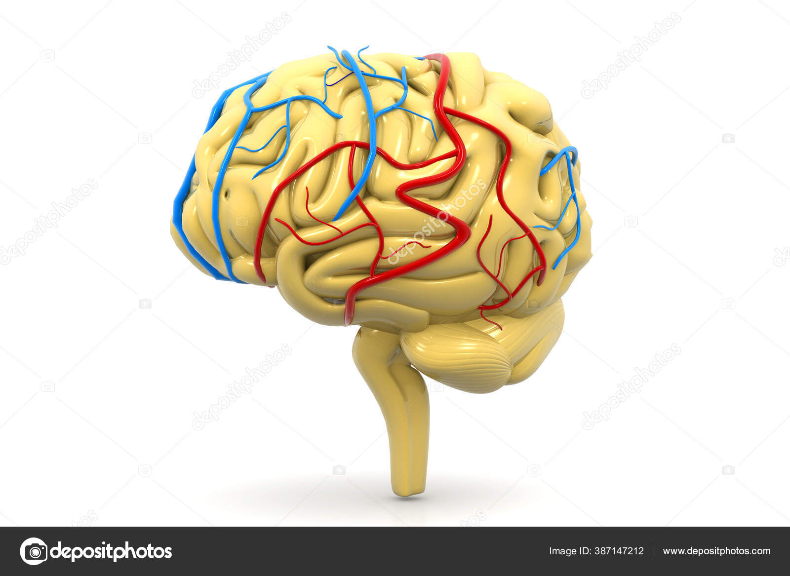 Human Brain White Background Illustration — Stock Photo © crytallight ...