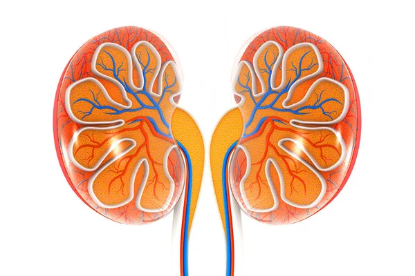 Menneskelig Nyre Tværsnit Gøre — Stockfoto © crytallight #389972556