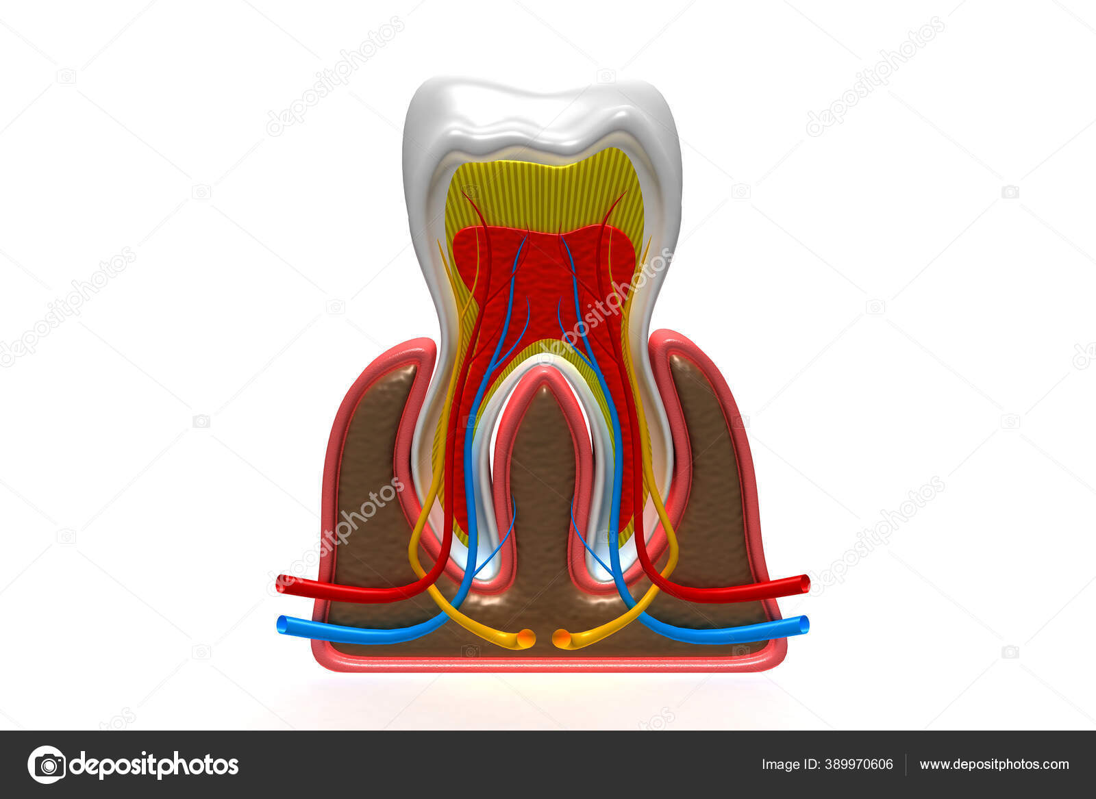 Human Tooth Cross Section Render Stock Photo by ©crytallight 389970606