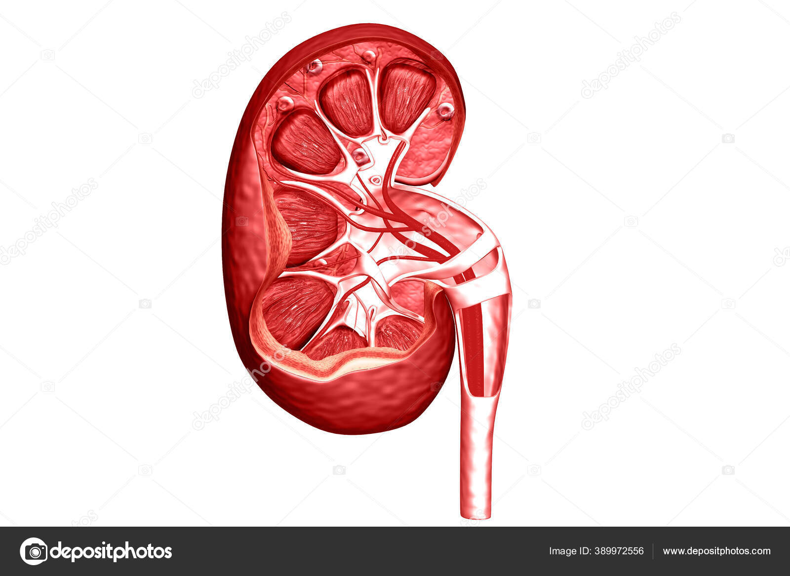 Menneskelig Nyre Tværsnit Gøre — Stockfoto © crytallight #389972556