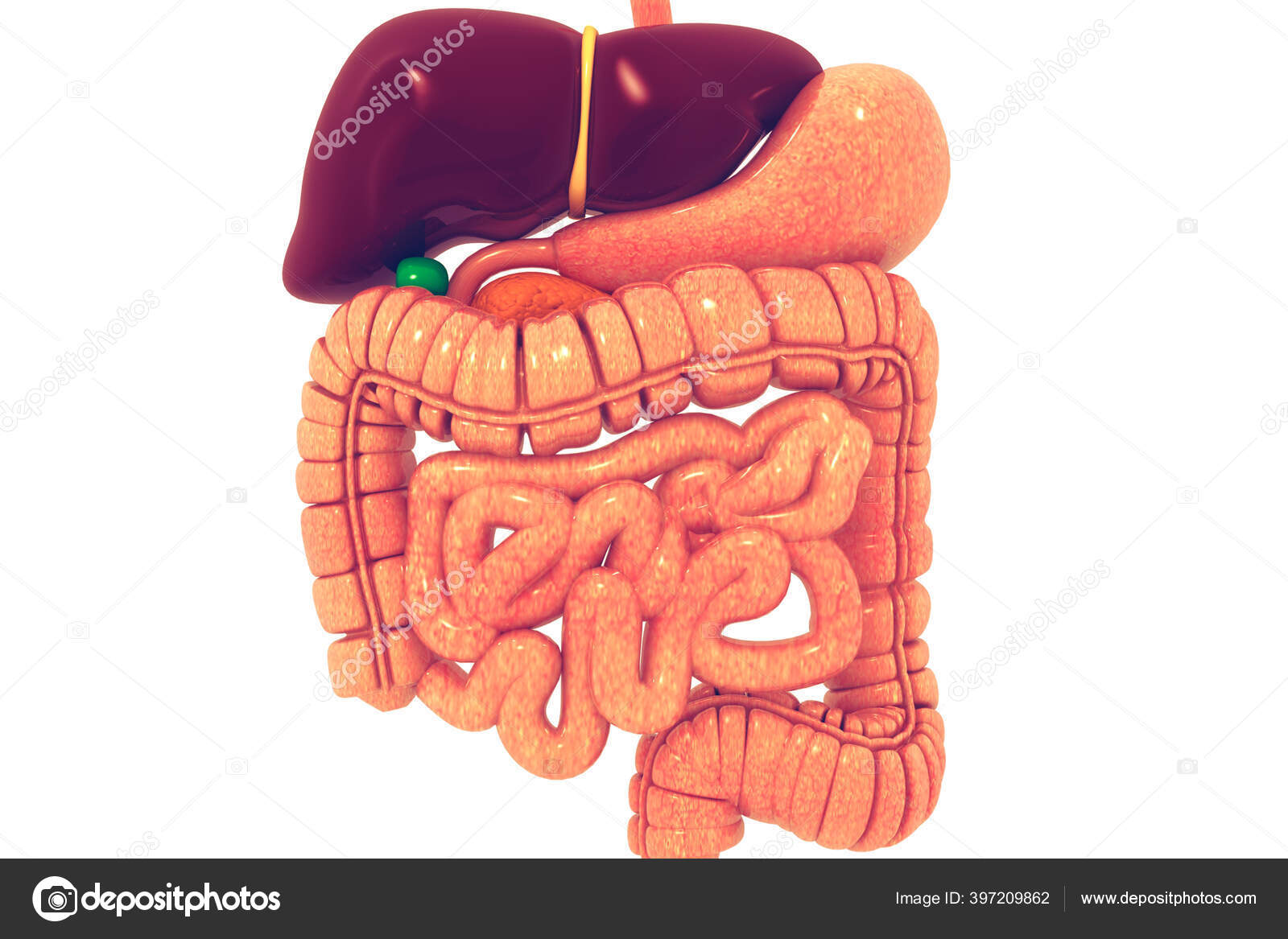 Human Digestive System Render — Stock Photo © crytallight #397209862