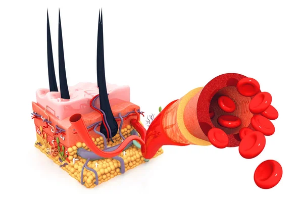 La hipodermis Stock Photos, Royalty Free La hipodermis Images ...