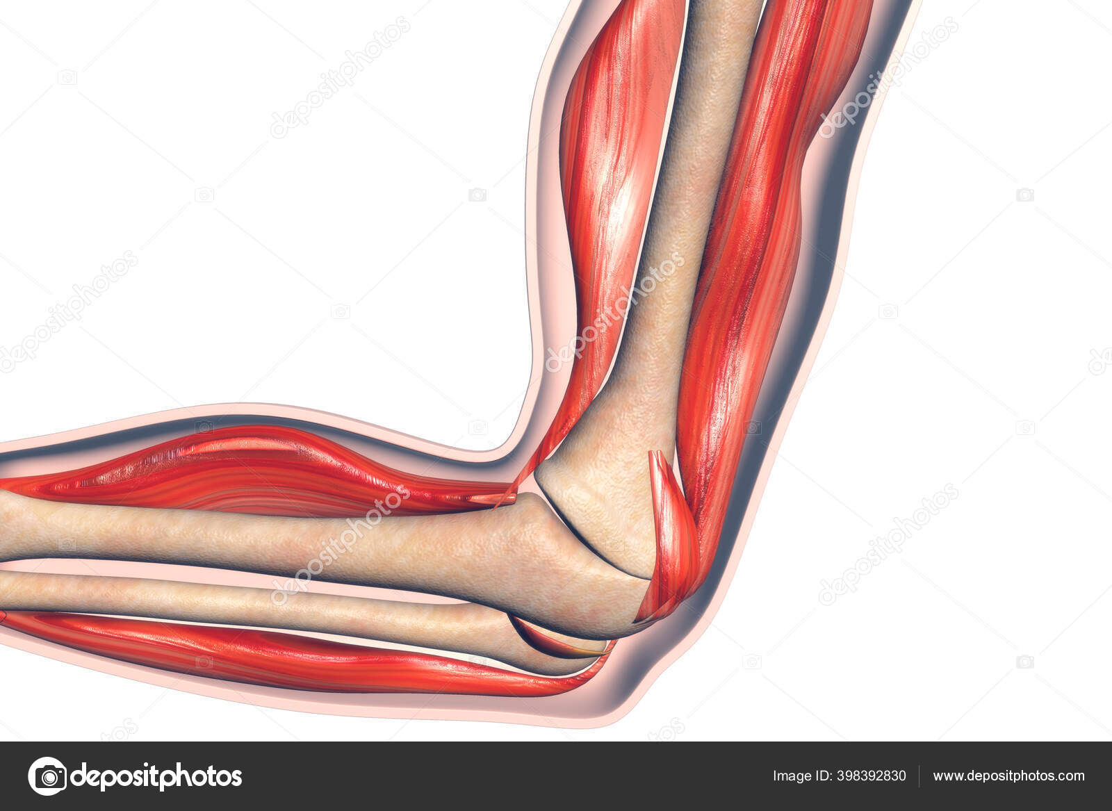Anatomía Del Codo Humano: fotografía de stock © crytallight #398392830 ...