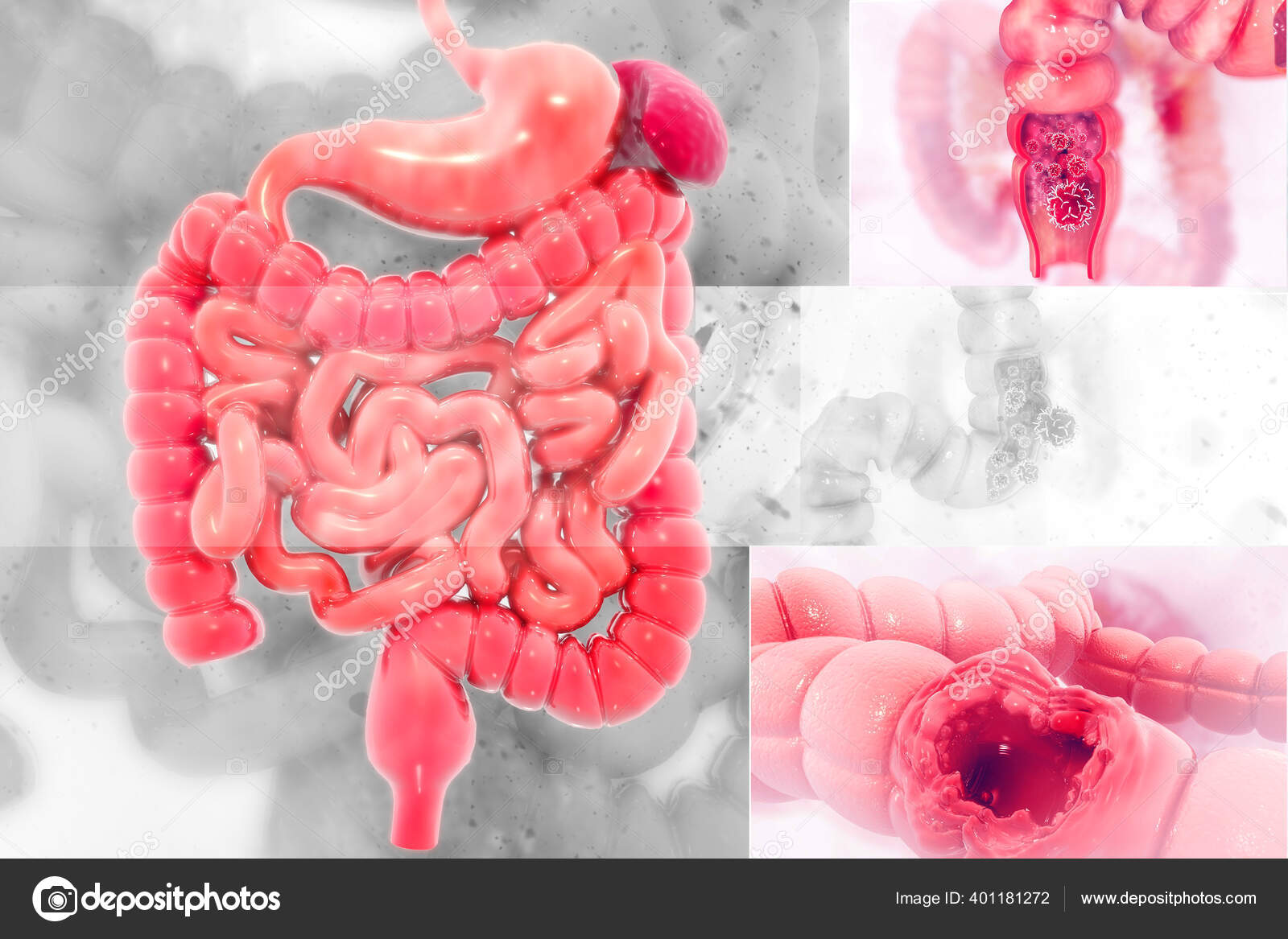 Human Digestive System Scientific Background Illustration Stock Photo ...