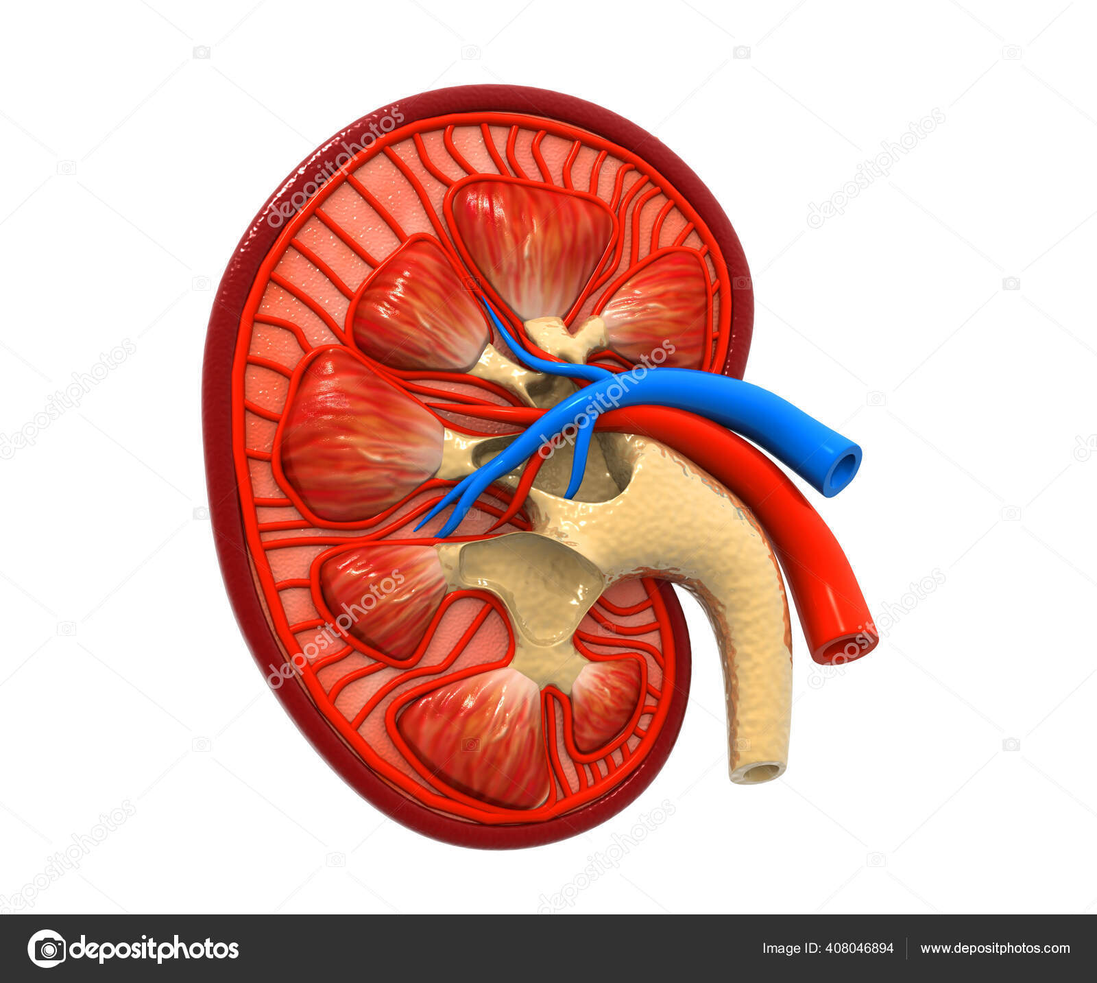 Cross Section Of Human Kidney