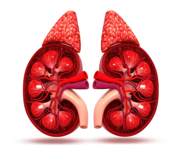 Menneskelig Nyre Tværsnit Gøre — Stockfoto © crytallight #397198114