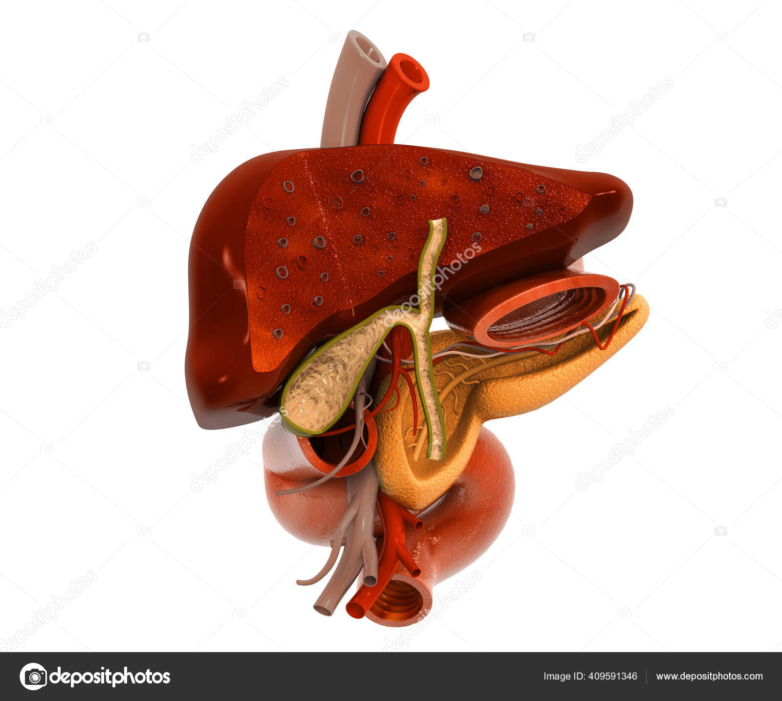 Human Digestive System White Background — Stock Photo © crytallight ...