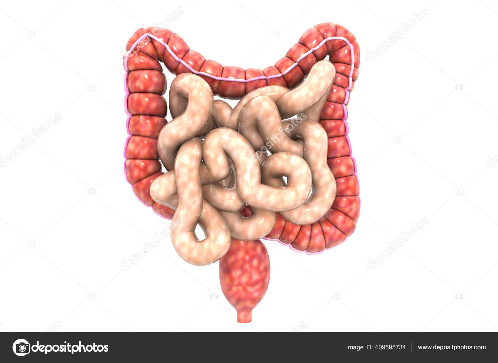 Human Colon Render Stock Photo by ©crytallight 409595734
