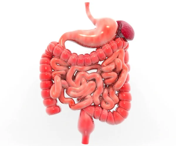 Human Digestive System Render — Stock Photo © crytallight #397209862