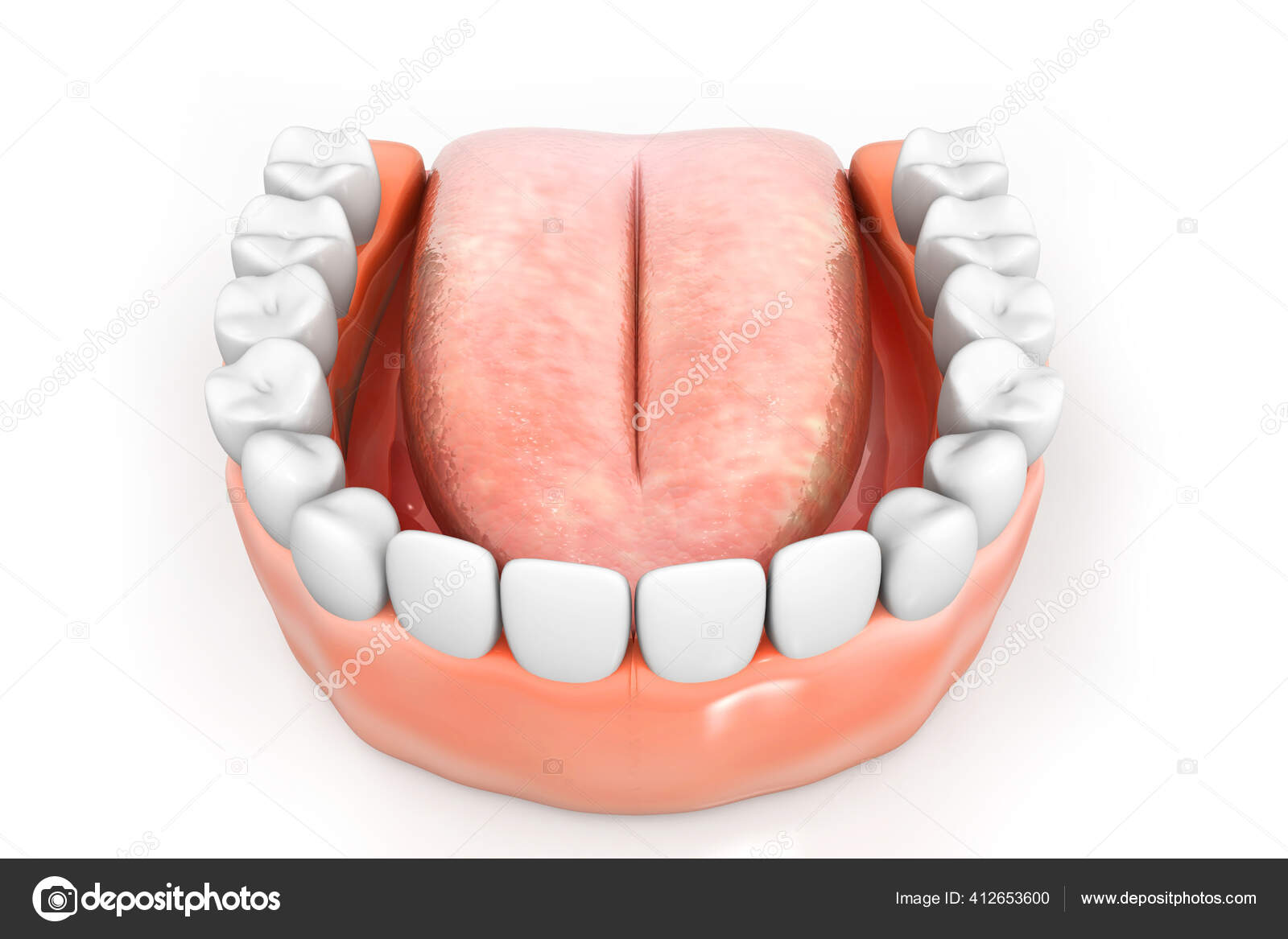 Anatomía Boca Humana Render: fotografía de stock © crytallight ...