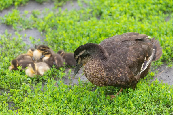 Patitos con madre fotos de stock, imágenes de Patitos con madre sin royalties | Depositphotos